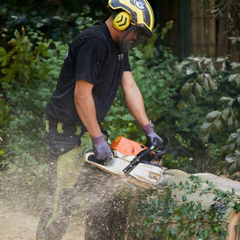 Safe & Efficient Tree Felling Services | Wood Fellers